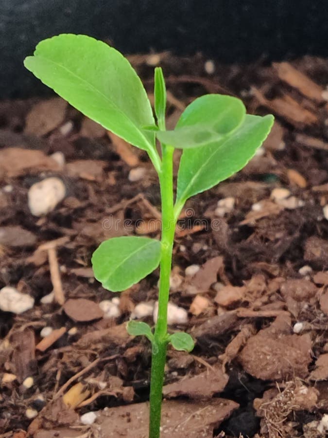 Tiny Lemon Tree Sapling Grown from a Single Seed Stock Image - Image of ...