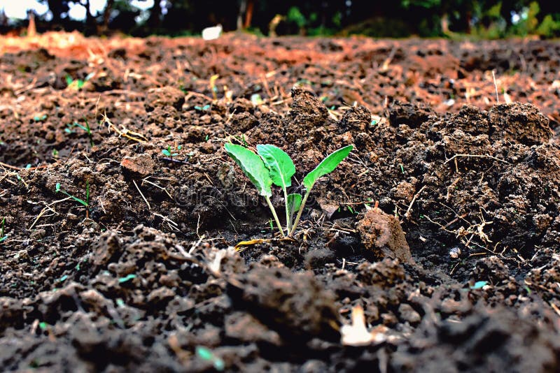Tiny life stock photo. Image of tiny, life, plant, small - 107883108