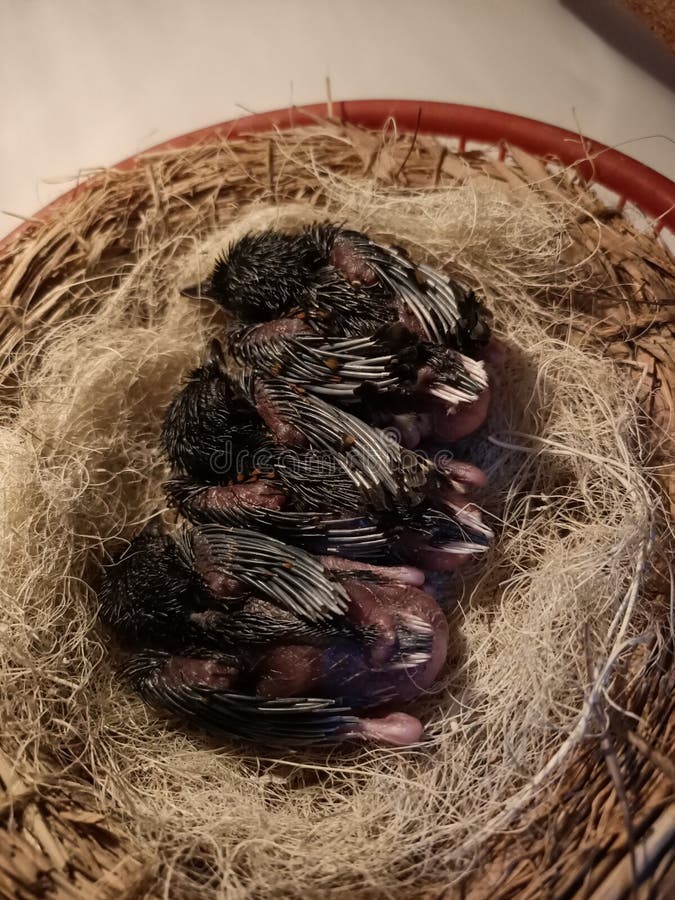 Tiny Little Baby Birds after Hatching Stock Photo - Image of flower ...