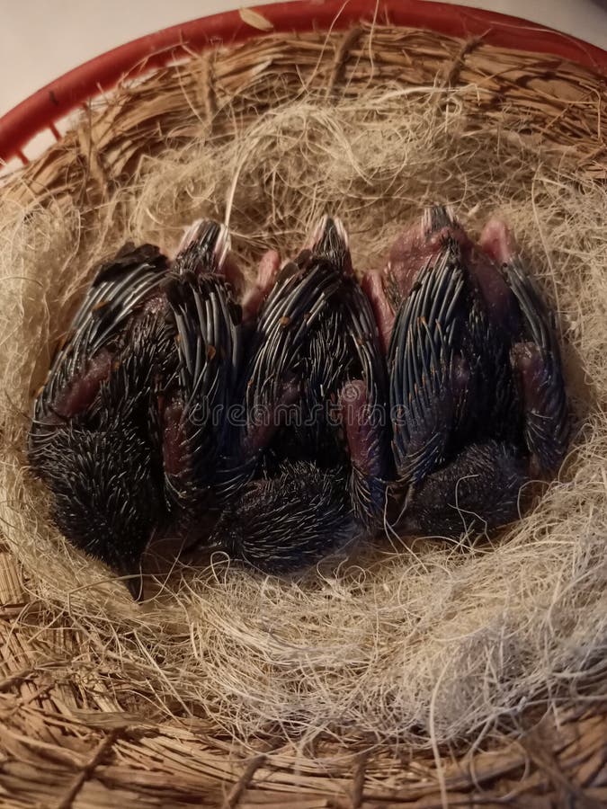 Tiny Little Baby Birds after Hatching Stock Photo - Image of bird ...
