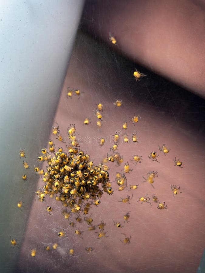 Little Baby Hatched Spiders Stock Photo - Image of abstract, spiders ...