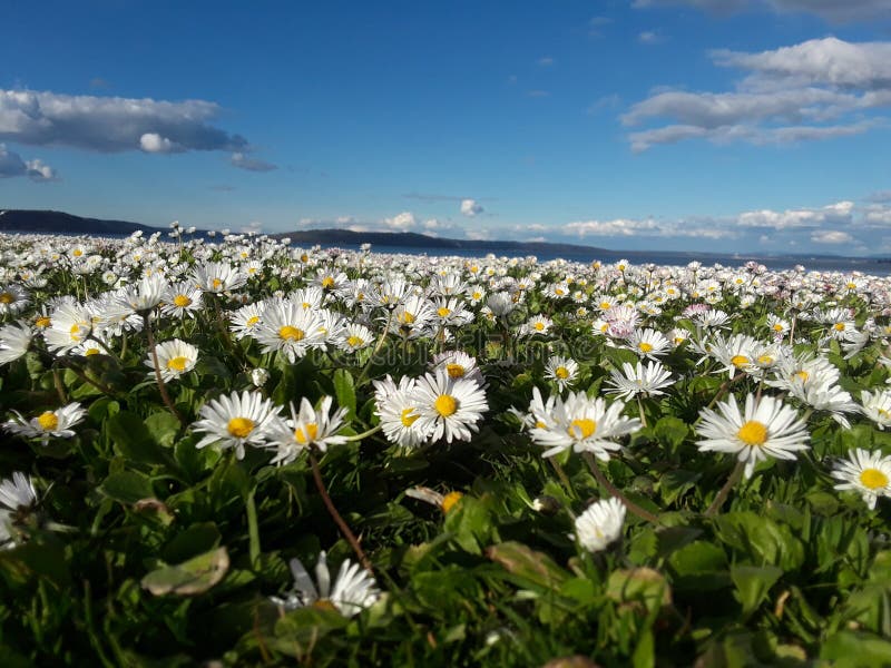Tiny little daisy stock image. Image of waterfront, flower - 117001879