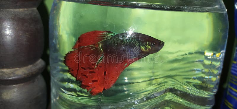 Tiny Little Fish Red and Beautiful Color Stock Photo - Image of color ...