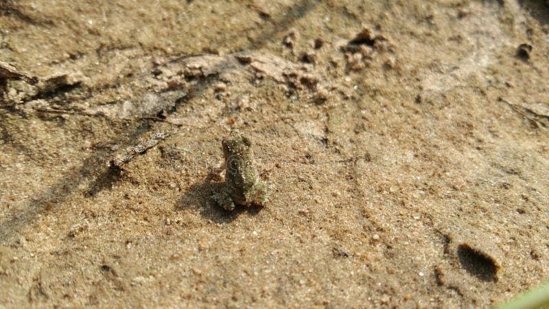 Tiny Little Frog on the Ground. Frog on the Sandy Soil. Stock Image ...
