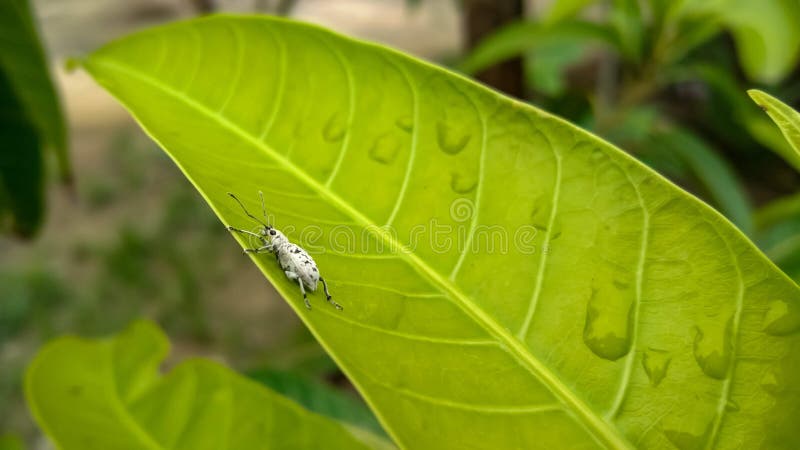 Tiny Little Insect on Green Leaf. Stock Photo - Image of colorful ...