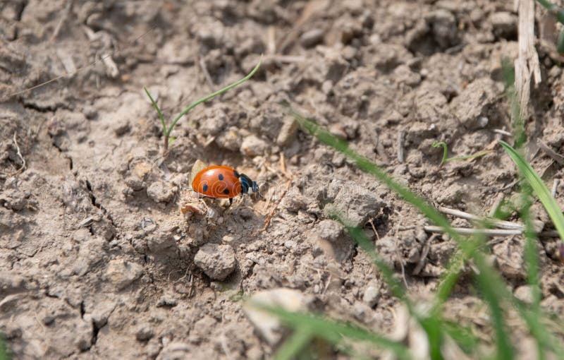 Tiny Little Lady Bug Any Bird Stock Image - Image of animal ...