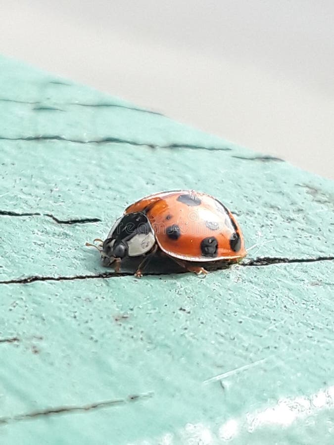 Tiny Lady among the Branches Stock Photo - Image of capital, barcelona ...