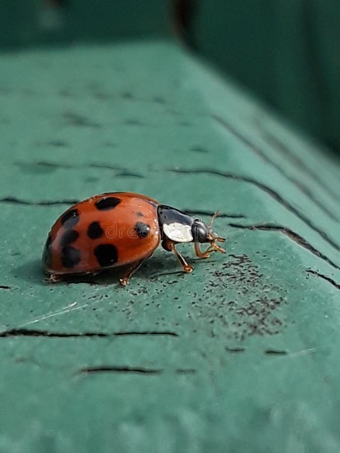 Tiny lady bug stock image. Image of post, little, lady - 117001867