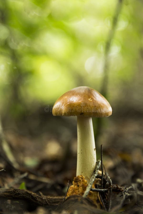 Tiny Mushroms Lumped Together in Small Clusters Stock Image - Image of ...