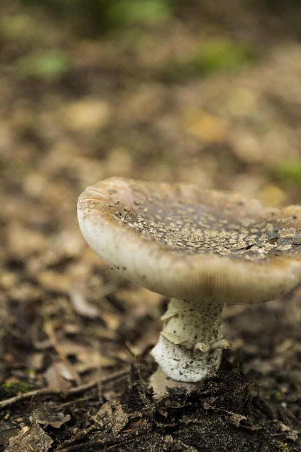 Lumped Together Stock Photos - Free & Royalty-Free Stock Photos from ...