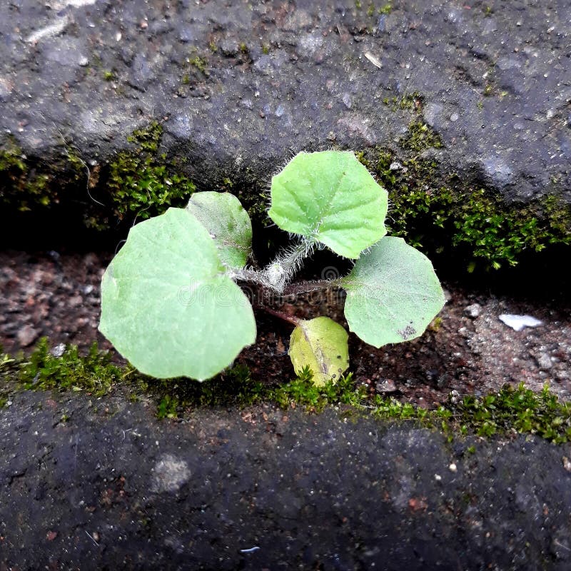 Tiny Little Plant always Has a Power To Live a Life Stock Photo - Image ...
