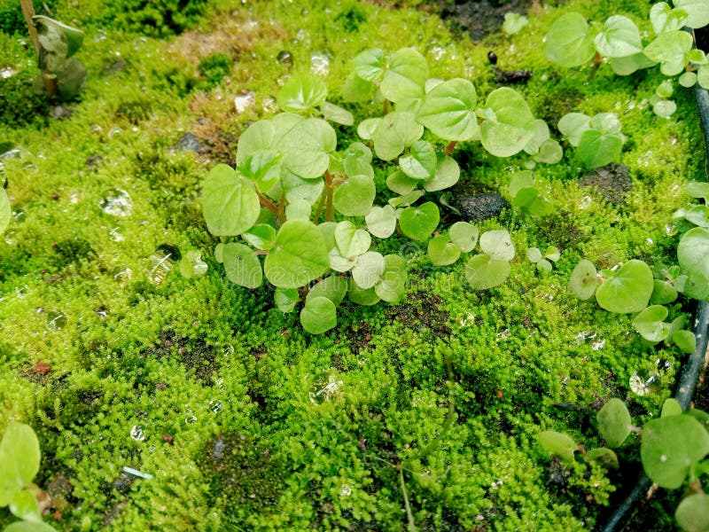 Tiny Little Plants that Grow Side by Side with Fresh Moss Stock Image ...