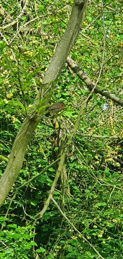 Tiny little robin stock image. Image of flower, jungle - 187177193
