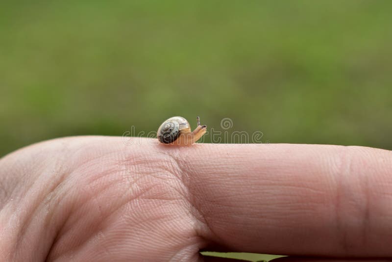 941 Finger Snail Stock Photos - Free & Royalty-Free Stock Photos from ...