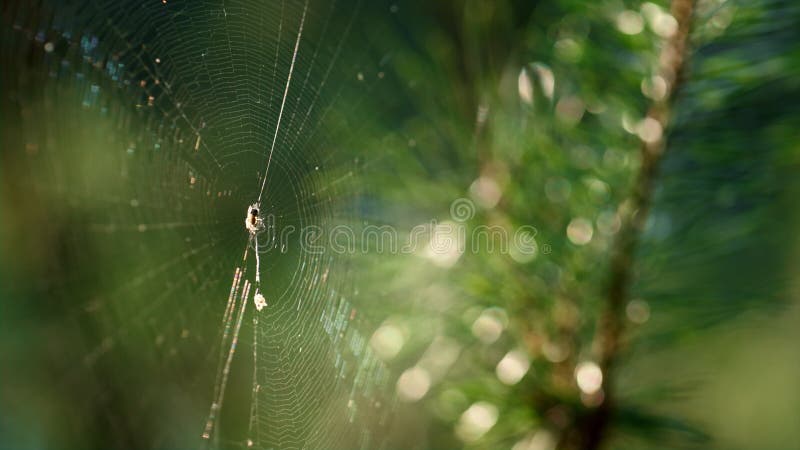 Tiny Little Spider Hanging on Thin Rainforest Close Up Cobweb. Wild ...