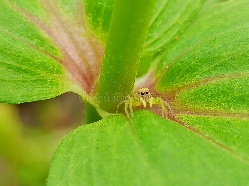 Tiny Little Spiders Hiding in the Leaves? Stock Photo - Image of three ...