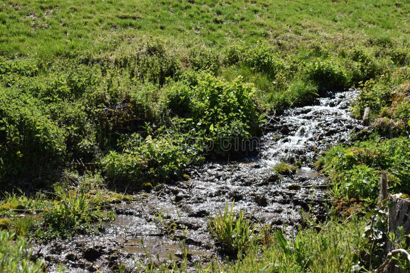 Tiny Little Stream in Spring Stock Image - Image of flower, pond: 242004229