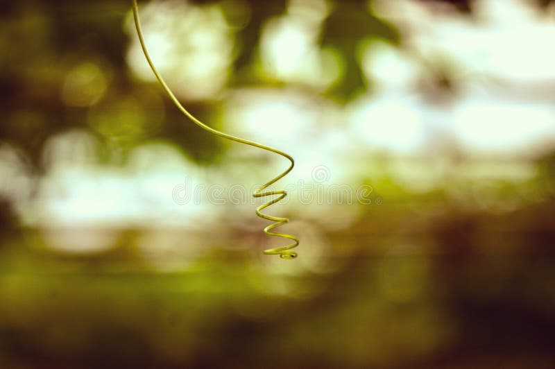 Tiny Little Vine stock photo. Image of vine, flowers - 109286770