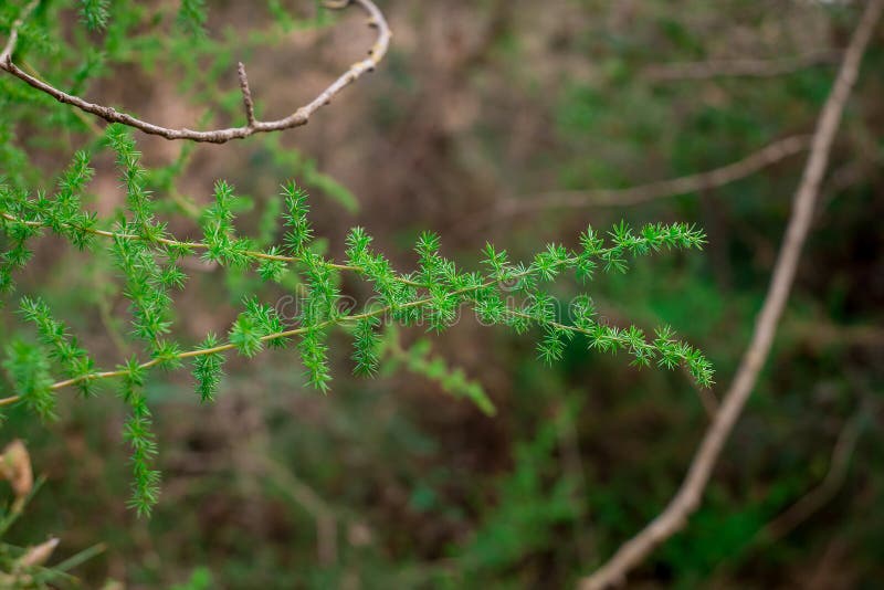 Tiny Little Yellow Flowers in Bloom on a Wild Spiky Plant in a Forest ...