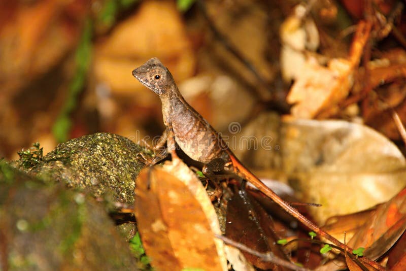Tiny lizard stock photo. Image of wild, small, tiny, animal - 25116028