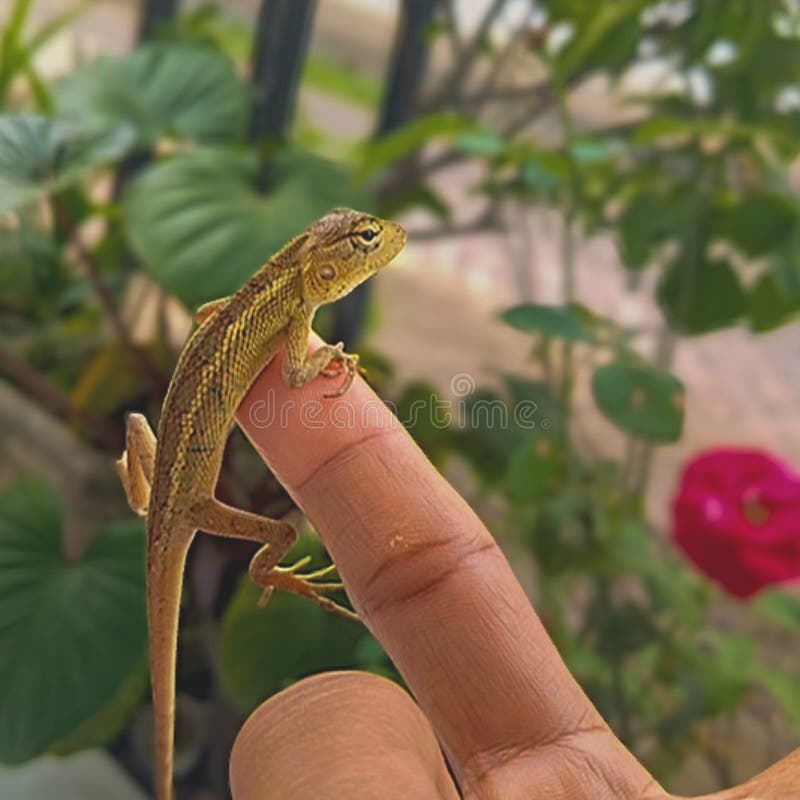 Tiny Lizard on a Finger with Greenery Background Stock Photo - Image of ...
