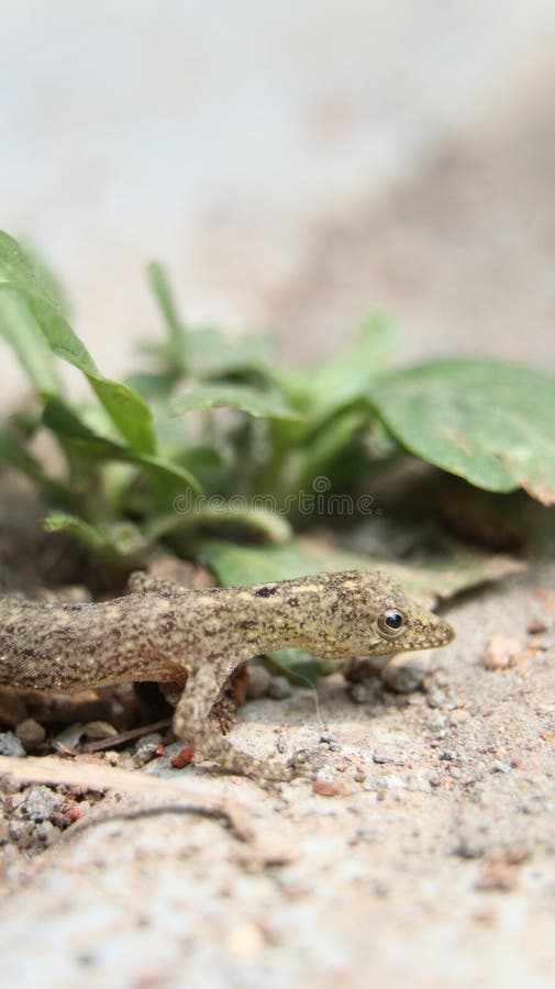Tiny lizard on the floor stock photo. Image of turtle - 260936612