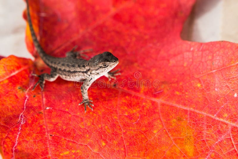 Tiny lizard on a red leaf stock image. Image of small - 80113491