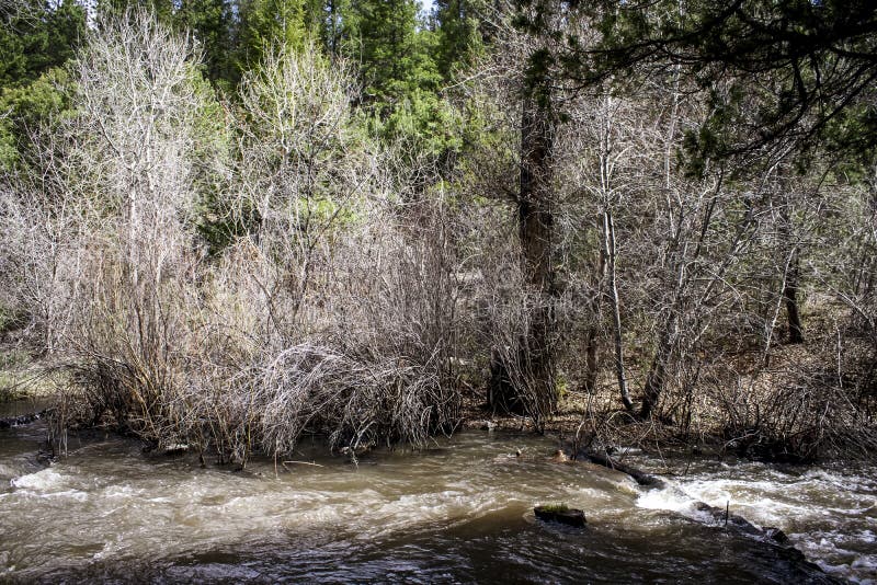 Tiny Log Dam stock photo. Image of white, stream, trees - 207491220