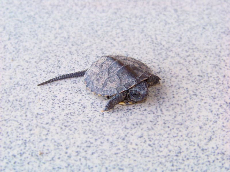 Tiny Little Baby Turtle Isolated on a Grey Tile Stock Photo - Image of ...
