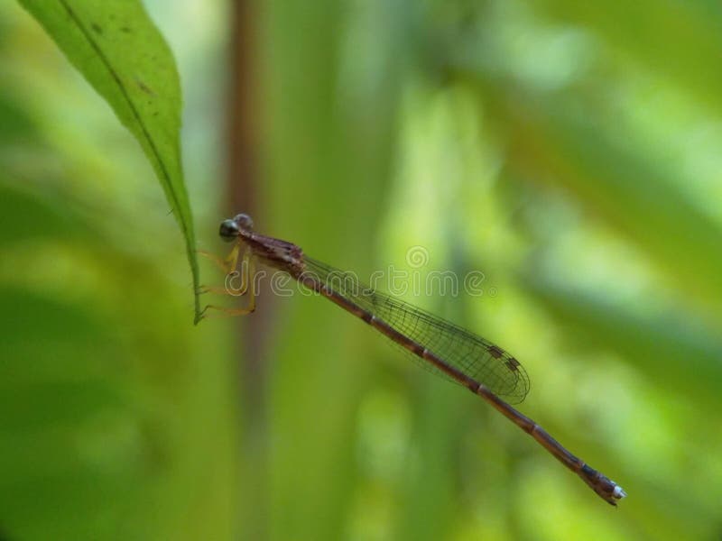 Tiny Macro Dragonfly Perch on Leaf Tip with Green Blurred Natural ...