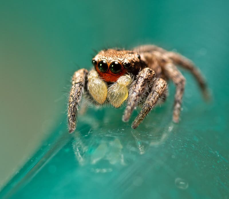 Tiny Male Habronattus Coecatus Jumping Spider On Green Stock Image