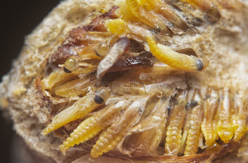 Tiny Mantis Miniature Nymphs Offspring Inside the Ootheca Egg. Stock ...