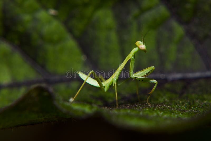 Tiny Mantis stock photo. Image of grape, macro, green - 80289492