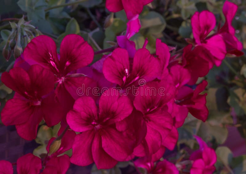 Tiny Maroon Flowers on the Border Stock Photo - Image of indian ...