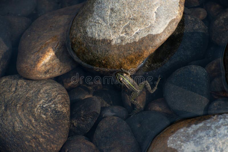 Marsh Frog in a River Pool Surrounded by Rocks Stock Image - Image of ...
