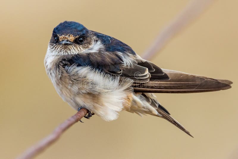 Tree Martin in South Australia Stock Image - Image of brown, nigricans ...