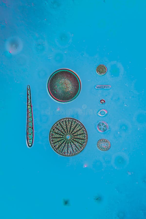 Tiny microscopic diatoms stock photo. Image of microscopy - 190738512