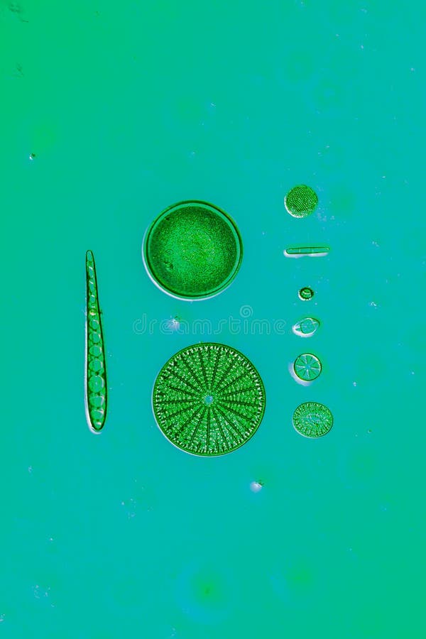 Diatoms stock photo. Image of eukaryota, microalgae - 121611536