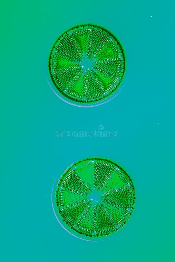 Tiny microscopic diatoms stock photo. Image of small - 190738536