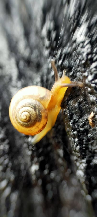 Tiny mini little snail stock image. Image of arthropod - 206235559