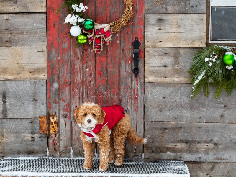 Tiny Miniature Ginger Poodle Standing on Threshold Guarding a Small ...