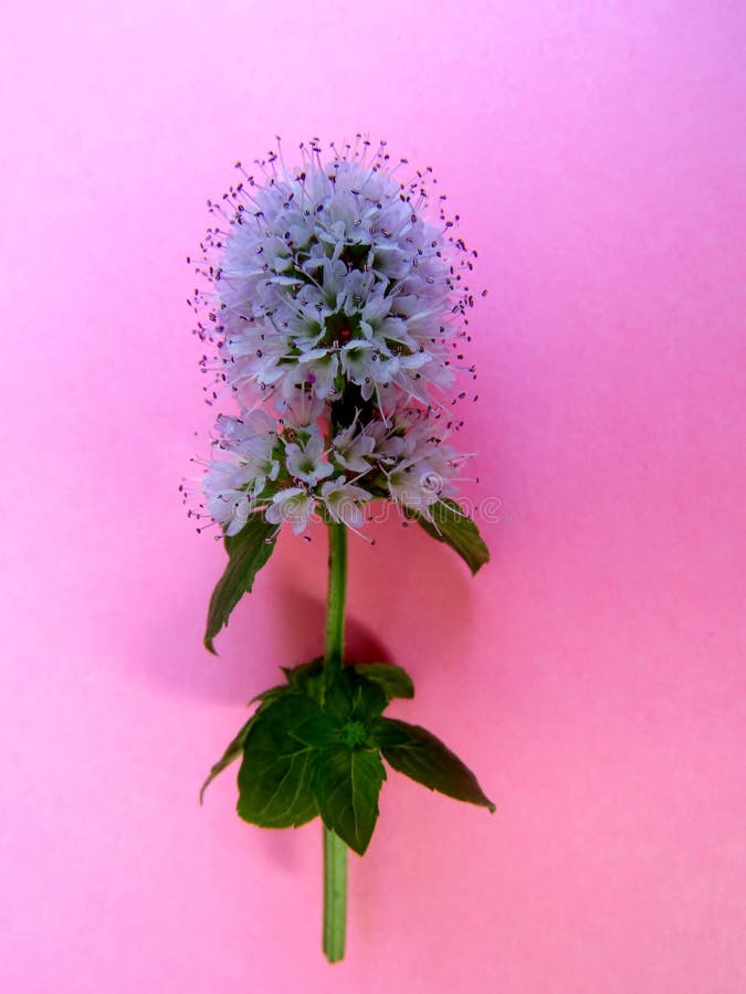 Tiny Mint Flowers in Close-up View on Pink Background. Stock Image ...