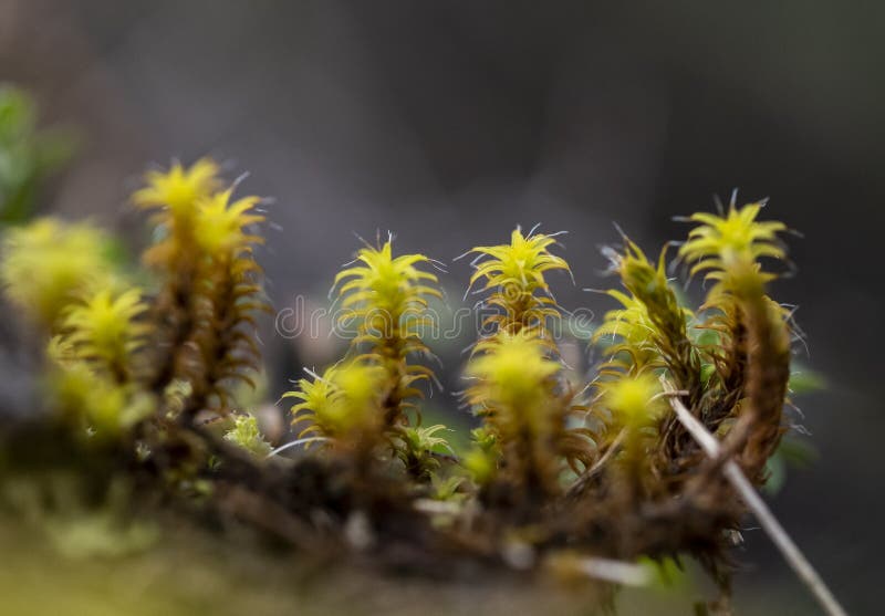 Tiny moss flowers stock image. Image of garden, closeup - 263279407