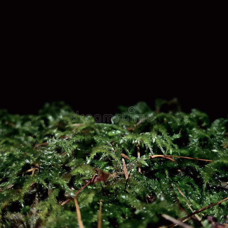 Tiny moss at night macro stock photo. Image of botanical - 134609570