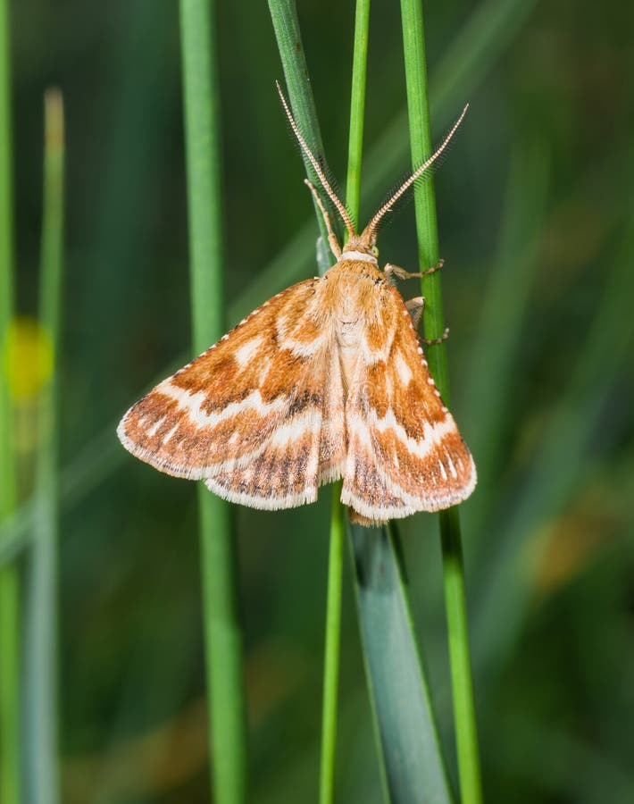 Tiny moth stock photo. Image of hairy, bright, antenna - 41998064