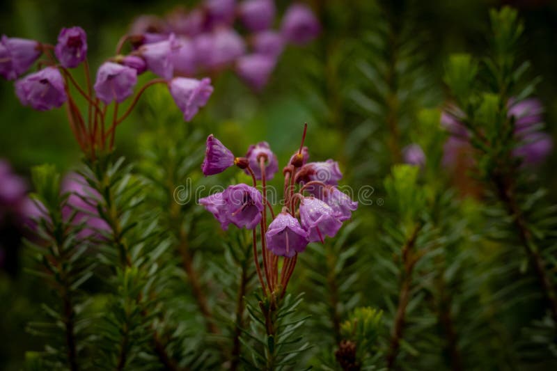 Tiny Mountain Heather Blooms with Dew in Olympic Forest Stock Photo ...