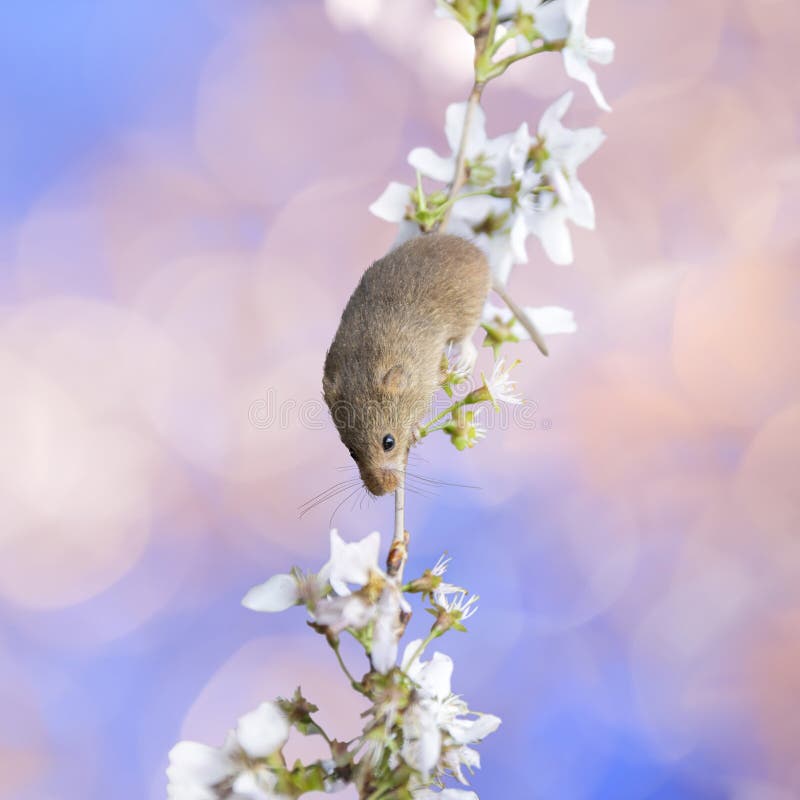 Tiny Mouse Climbing on a Twig with Apple Blossoms Stock Image - Image ...