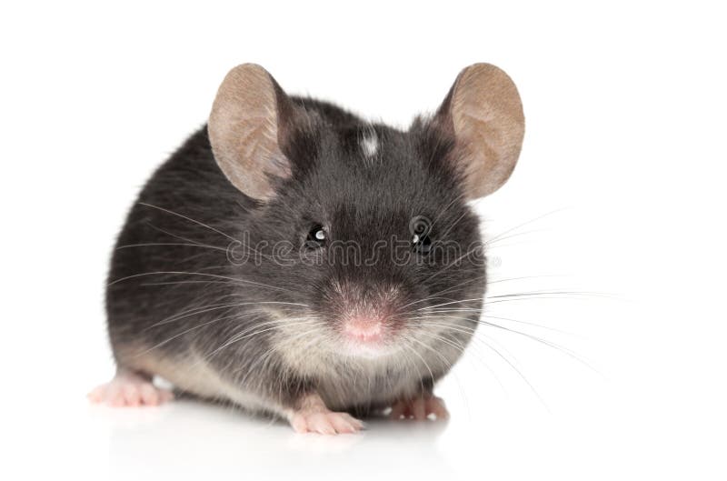 Tiny Mouse on White Background Stock Image - Image of rodent, portrait ...