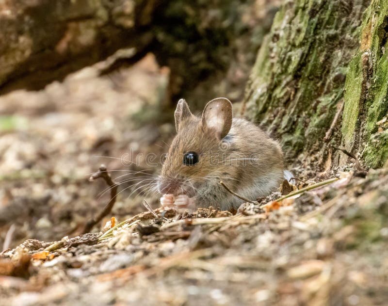 Tiny Mouse Foraging in the Woodland Stock Photo - Image of foraging ...