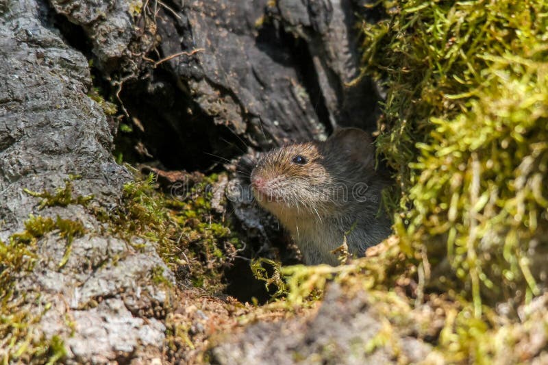 The Tiny Mouse is Sticking Out of Its Hole in the Moss Stock Photo ...